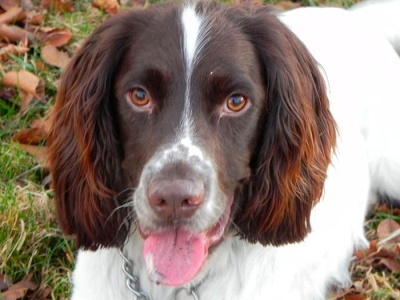 Gallery - Category: 2011 - Image: Colin - Cocker And English Springer ...