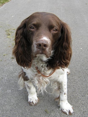 Gallery - Category: 2013 - Image: Pongo - Cocker And English Springer ...