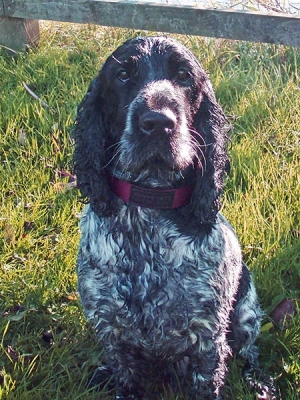 Gallery - Category: 2011 - Image: Albert - Cocker And English Springer ...