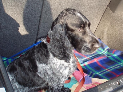 Gallery - Category: 2011 - Image: Albert - Cocker And English Springer ...