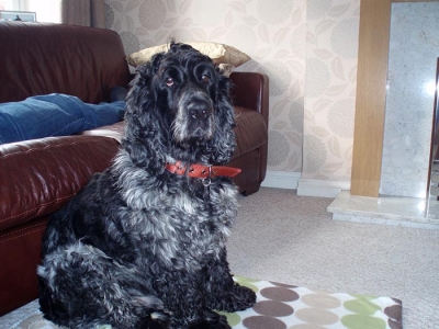 Gallery - Category: 2011 - Image: Albert - Cocker And English Springer ...