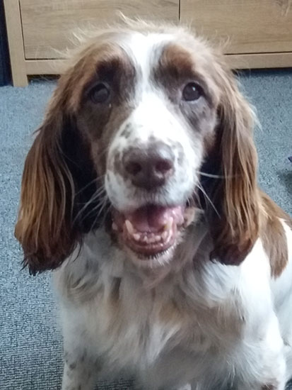 Gallery - Category: 2019 - Image: Ace - Cocker And English Springer ...