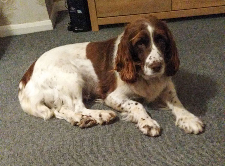 Gallery - Category: 2019 - Image: Ace - Cocker And English Springer ...